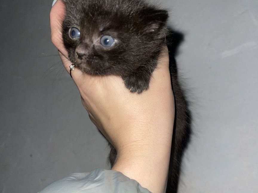 Котенок ищет свою семью