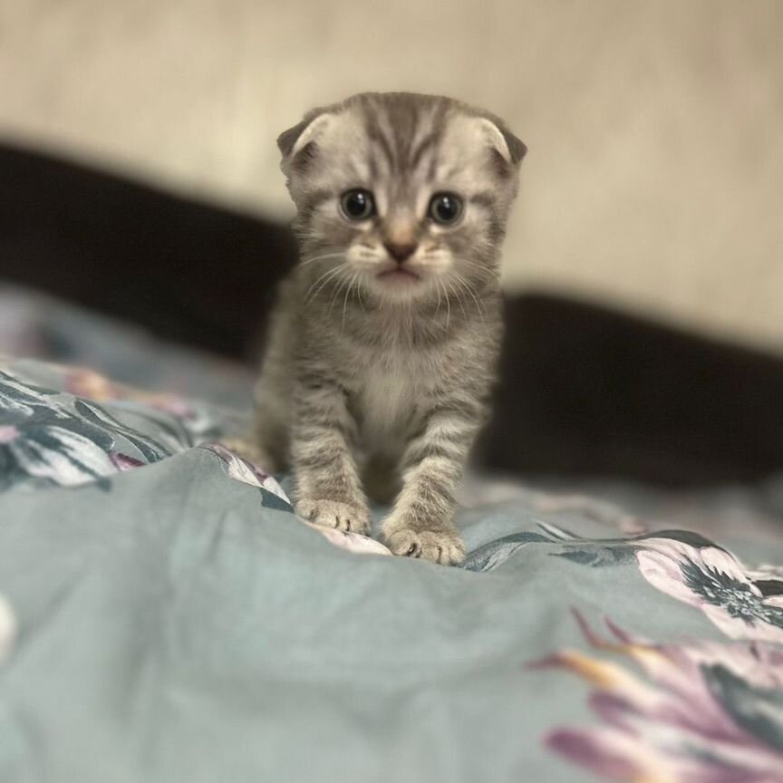 Британские вислоухие котята
