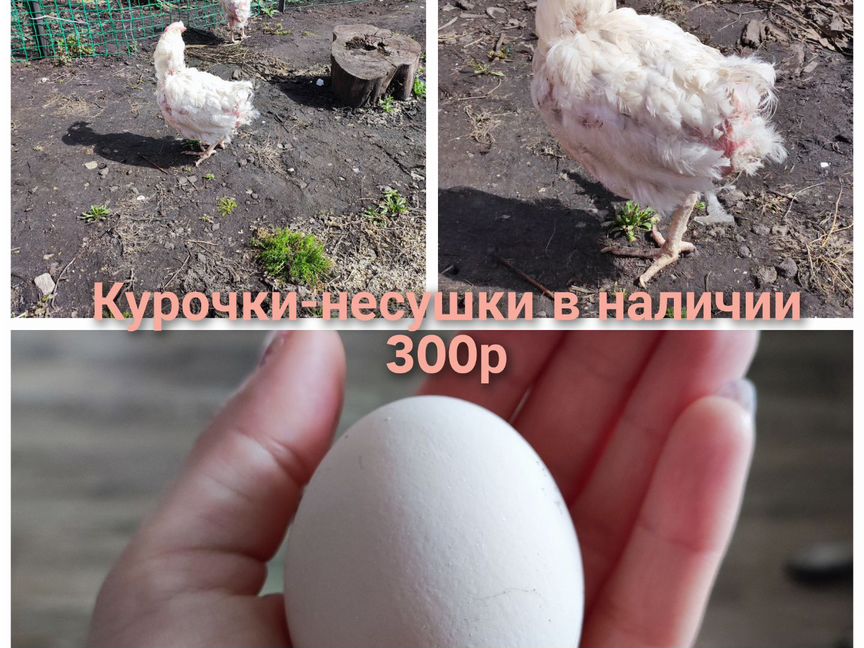Куры несушки