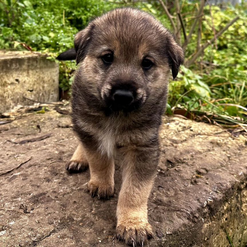 Щенок в добрые руки