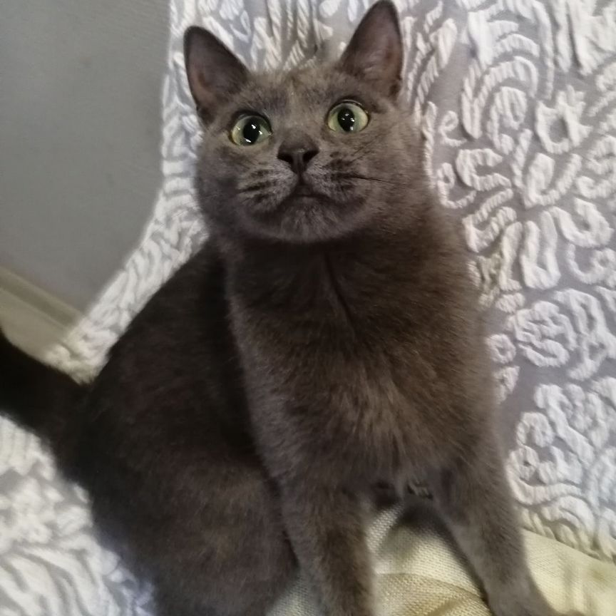 Кошечка 6 месяцев