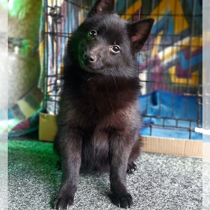 Схипперке, щенок