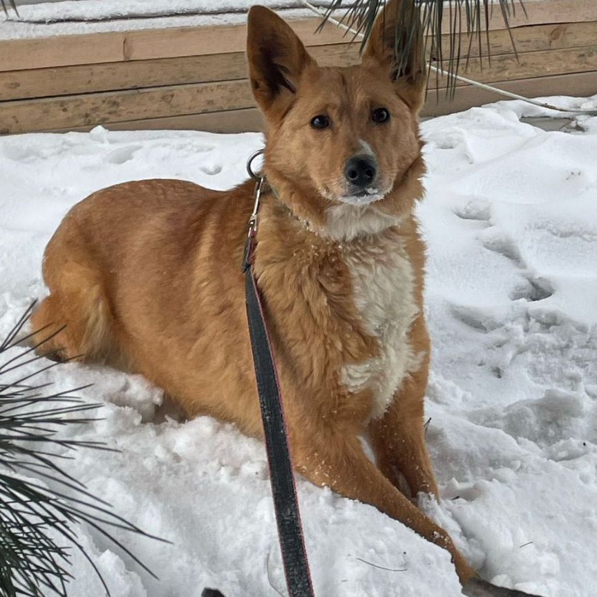 Рыжая красавица ищет дом