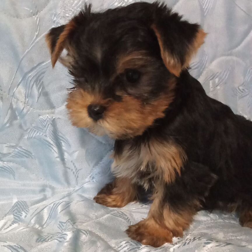 Йоркширский терьер, щенок