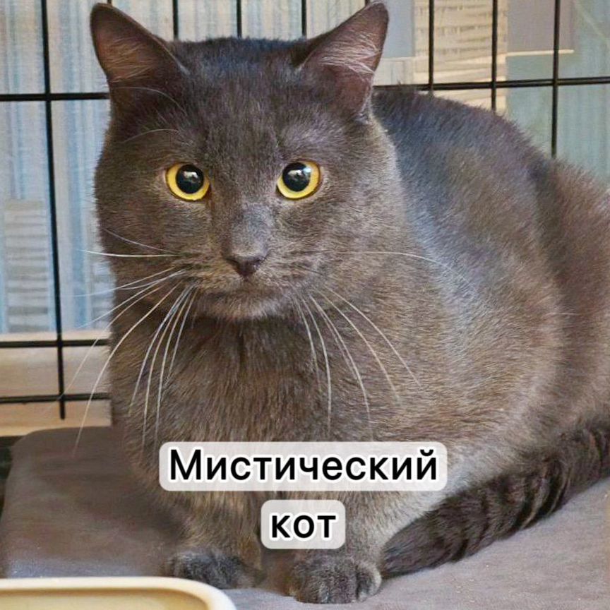 Взрослый кот в добрые руки