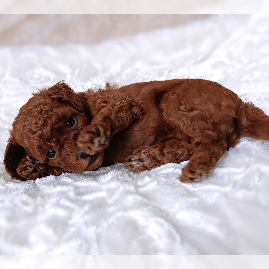 Той-пудель, щенок