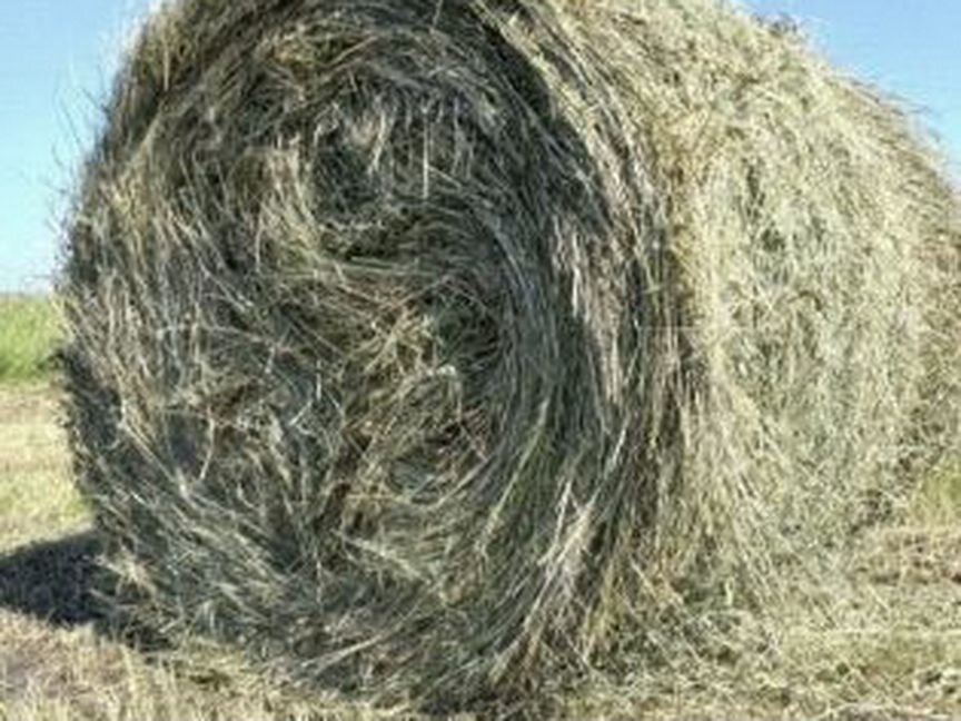 Продам сено в рулонах