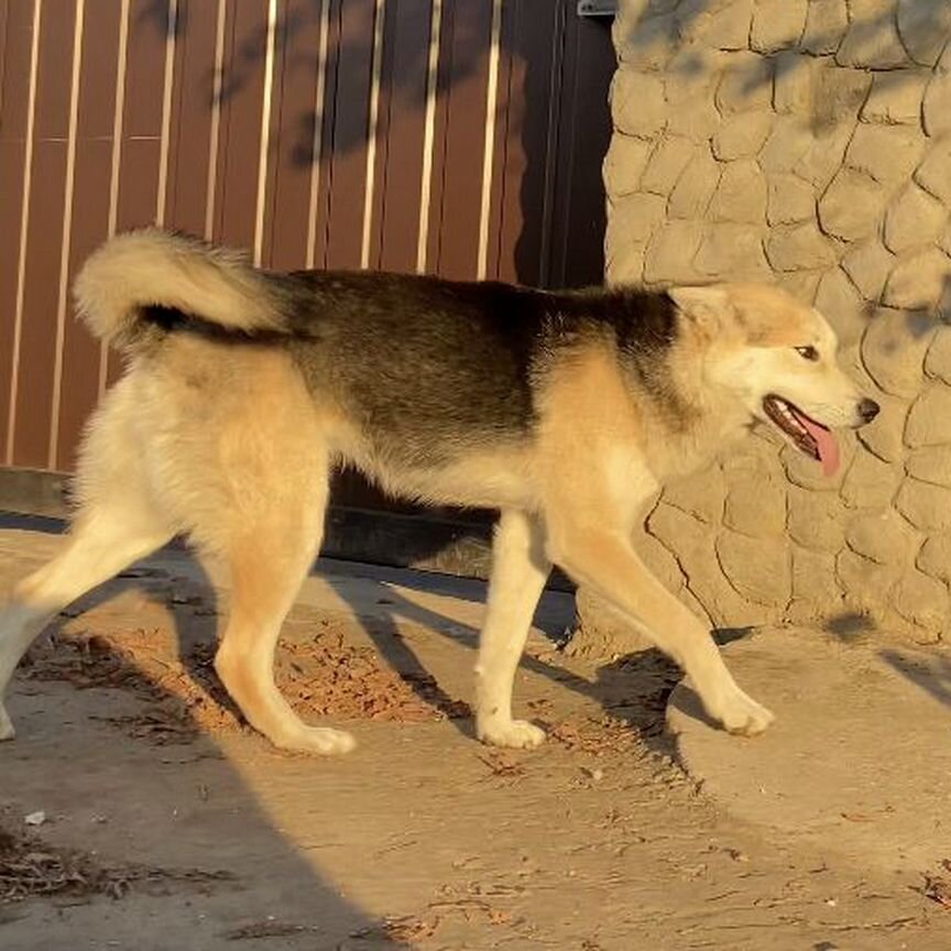 Хаски лайка собака