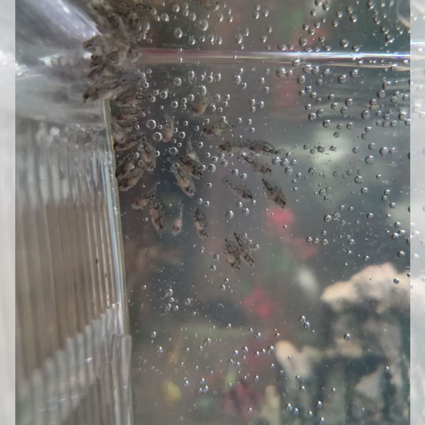 Мальки цихлиды