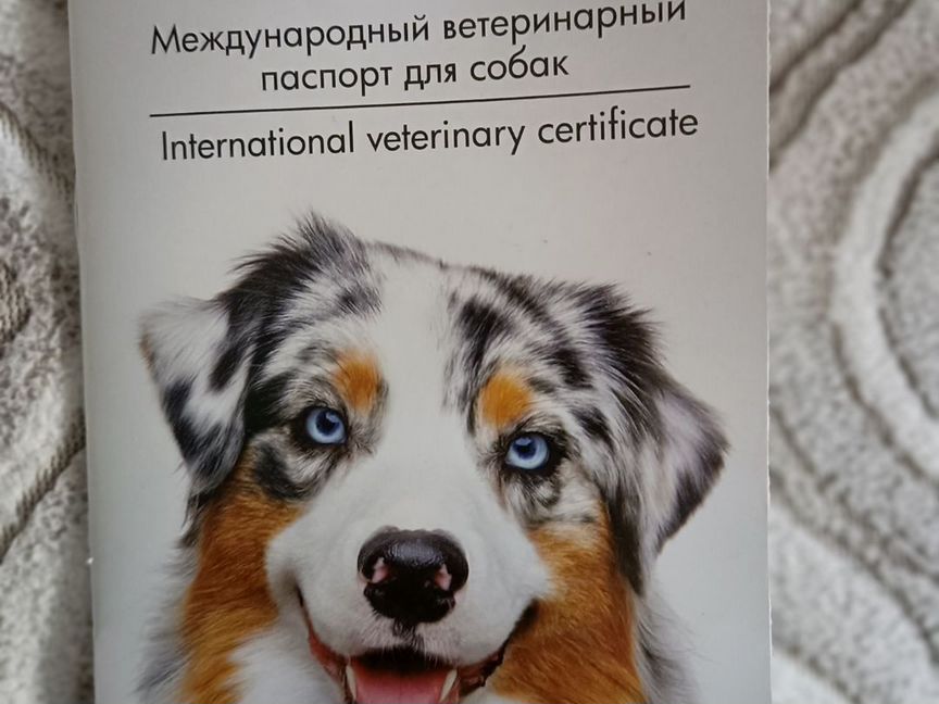 Отдам в добрые руки питбуля мальчик