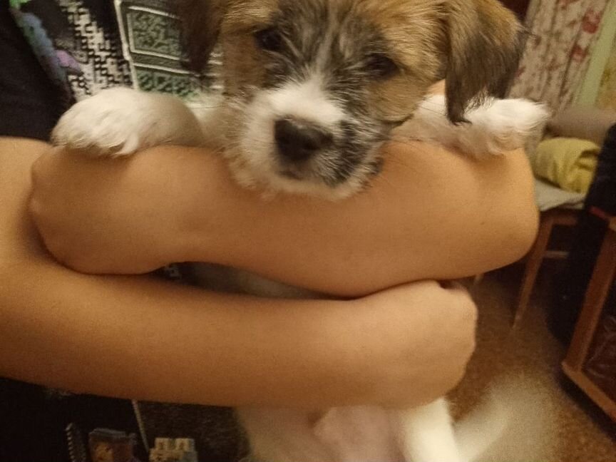 Маленькая собака