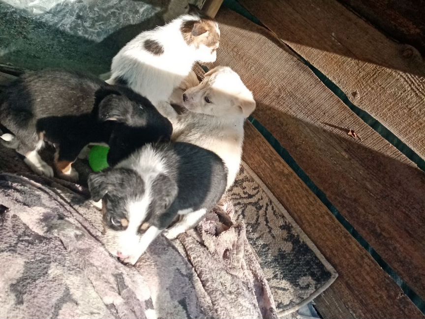 Щенки крохи