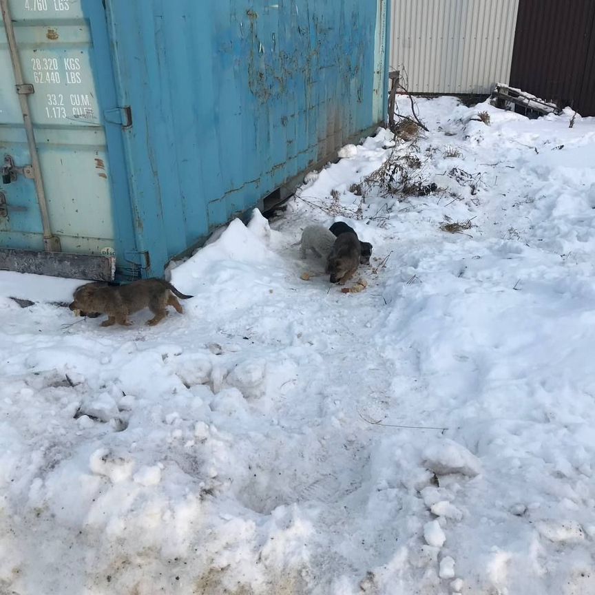 Подарим щеночков