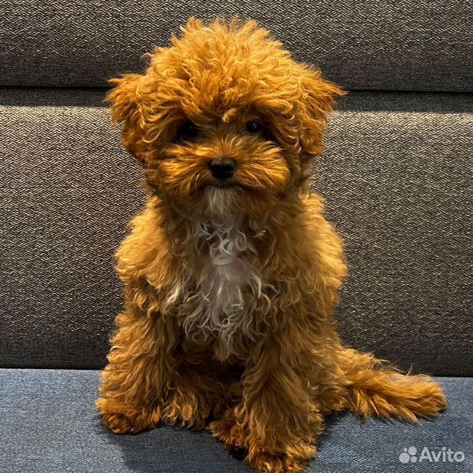 Maltipoo teddy Мальтипу тедди пудель
