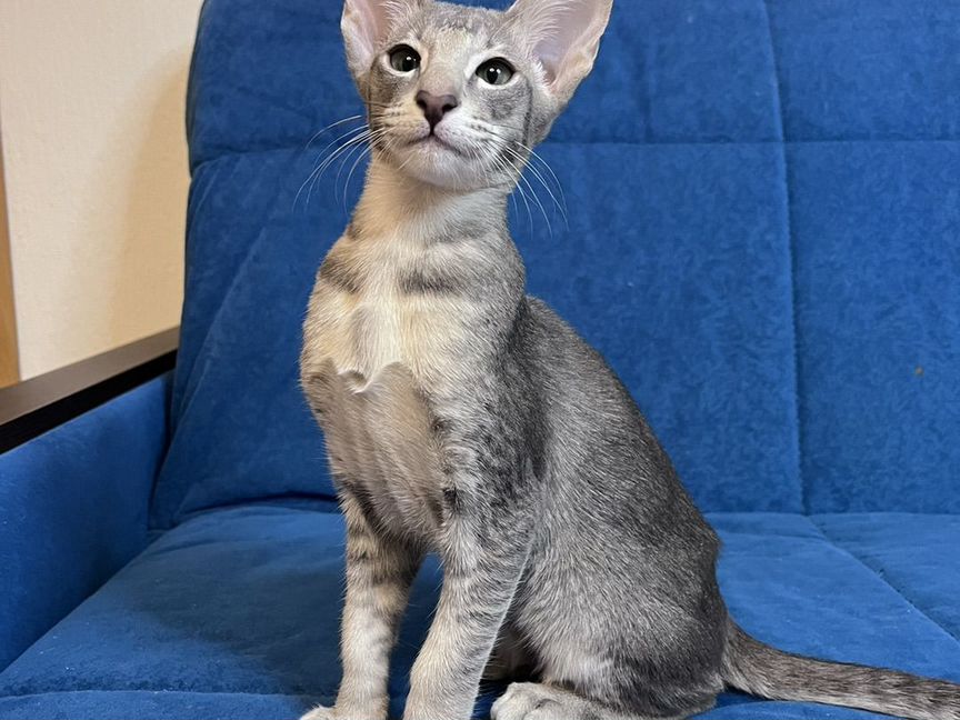 Ориентальный котенок