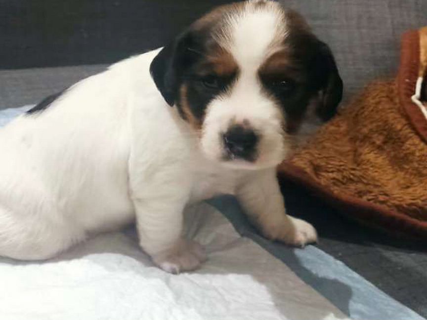 Домашние животные собаки щенки