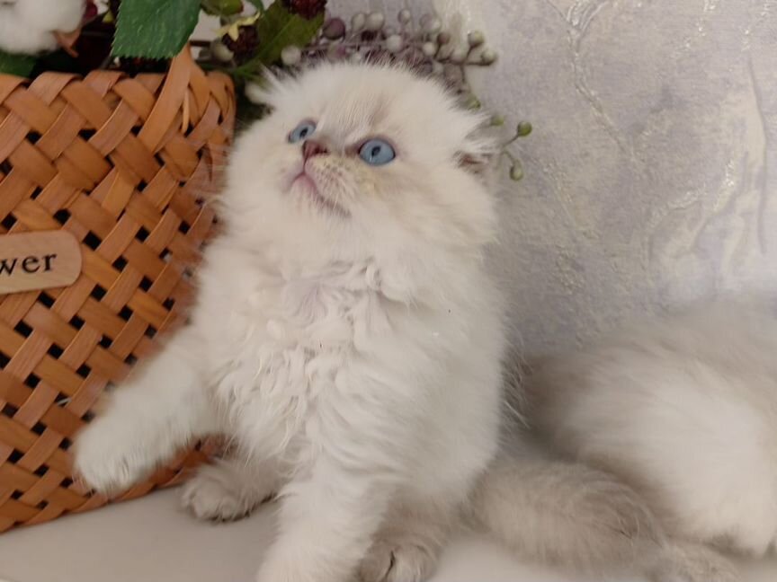 Шотландские вислоухие котята