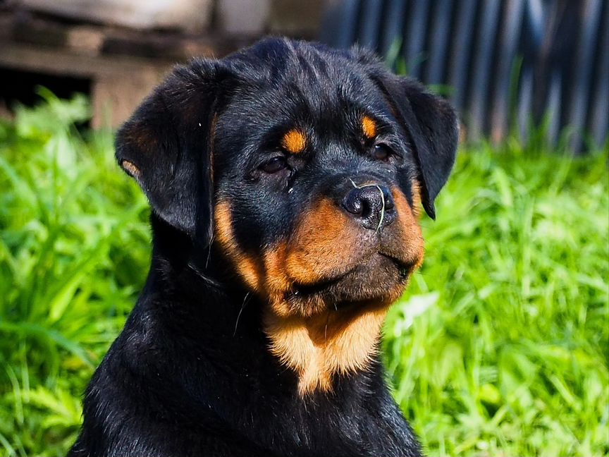 Щенок ротвейлер мальчик