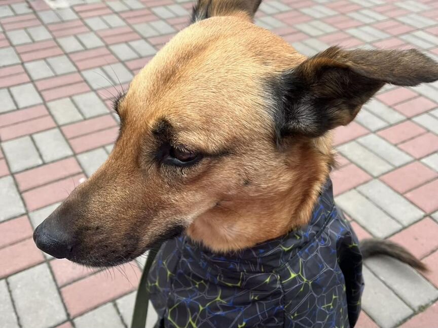 Собака в добрые руки отдам бесплатно