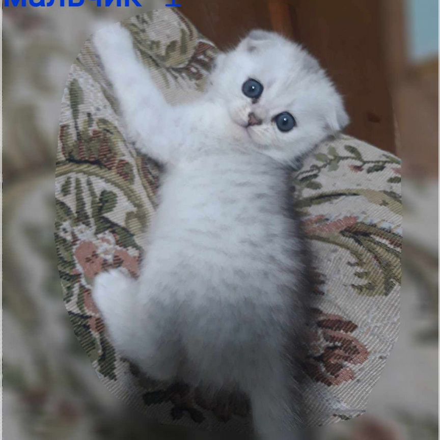 Котята Британская серебристая шиншилла