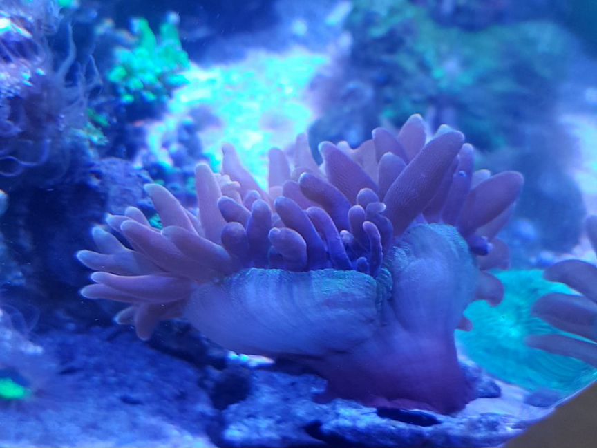 Актиния мини в наборе новичку последний набор