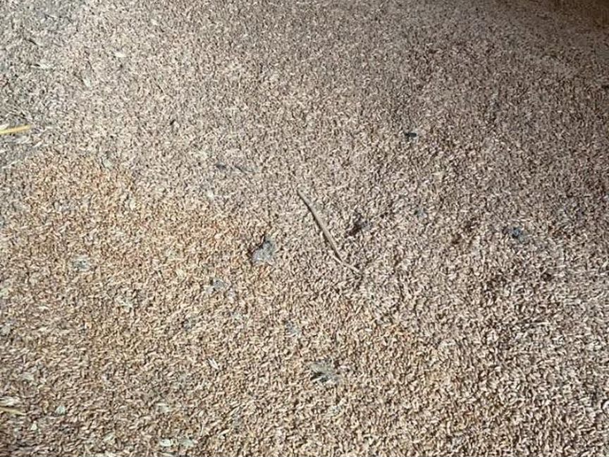 Рожь озимая, Семечко на корм