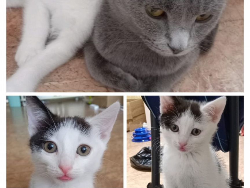 Отдают кошечку котенка
