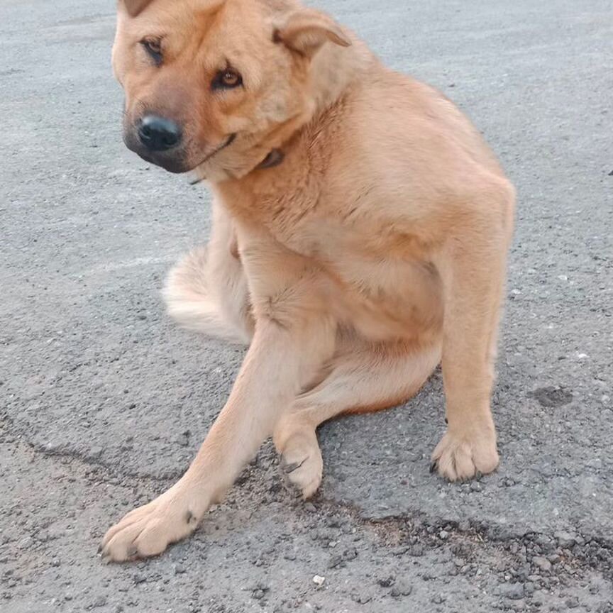 Ищем хозяина собаке девочке