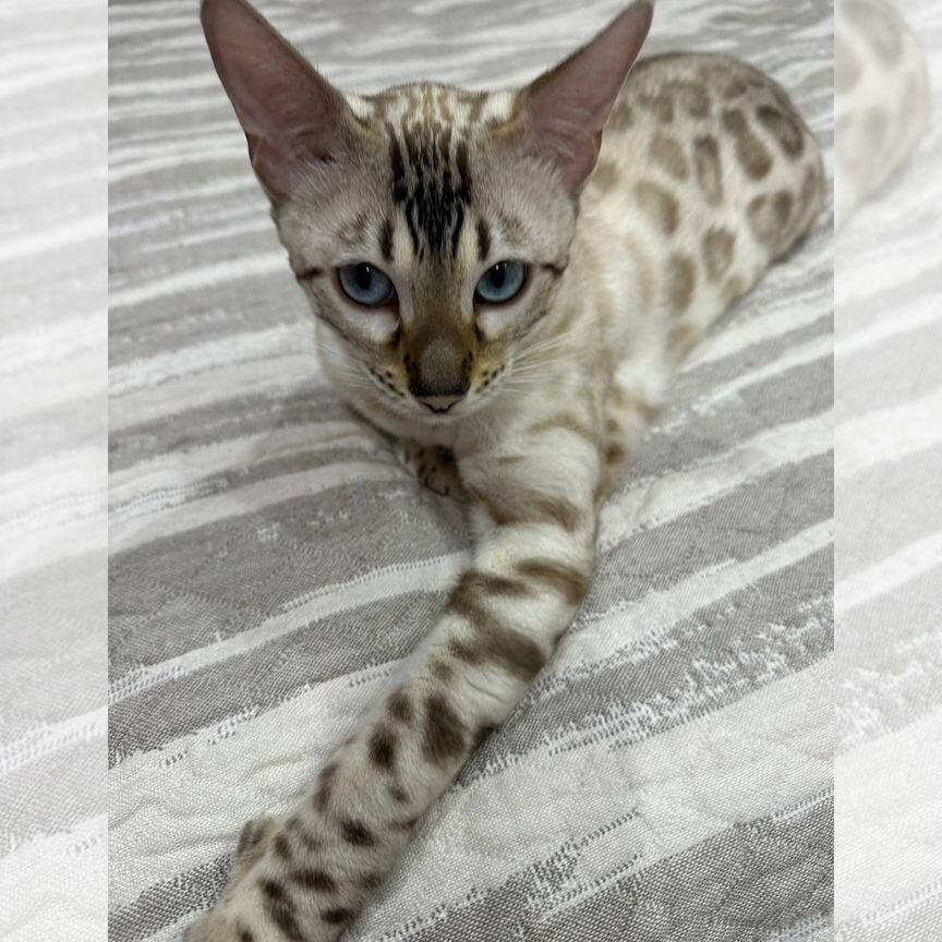 Бенгальская кошка