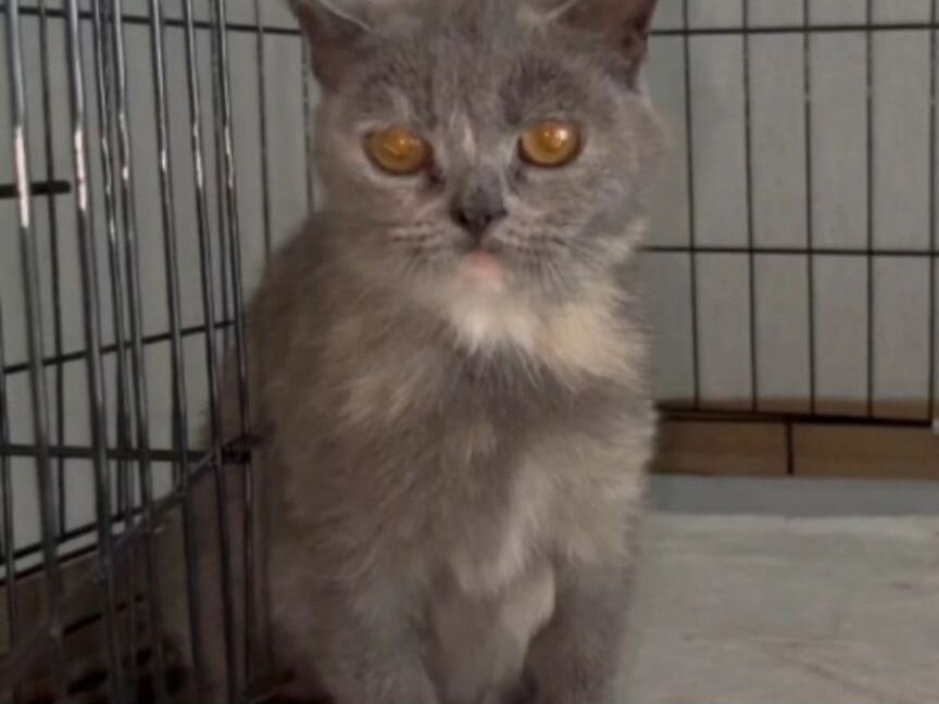 Голубокремовая кошечка добрым людям