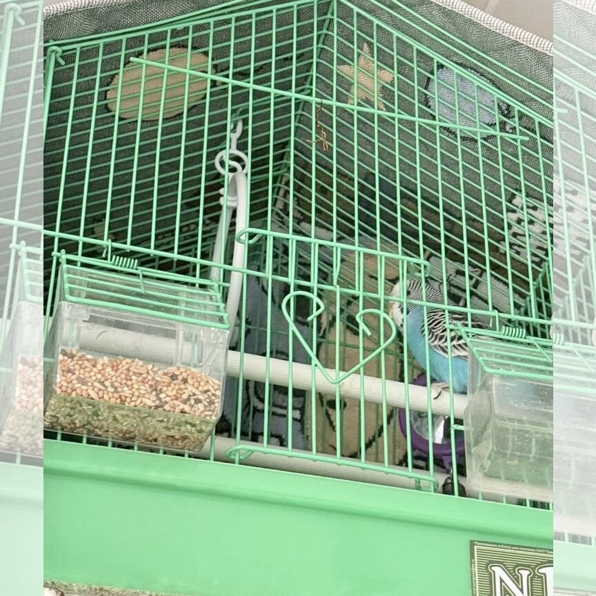 Волнистый попугай с клеткой