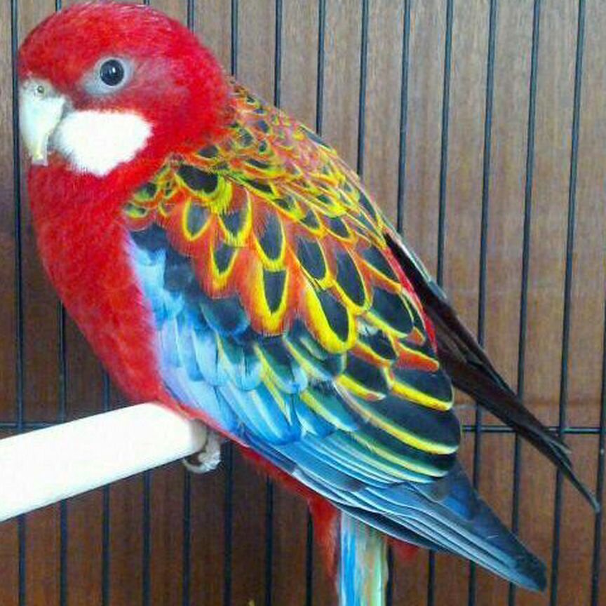 Попугай розелла с клеткой мальчик