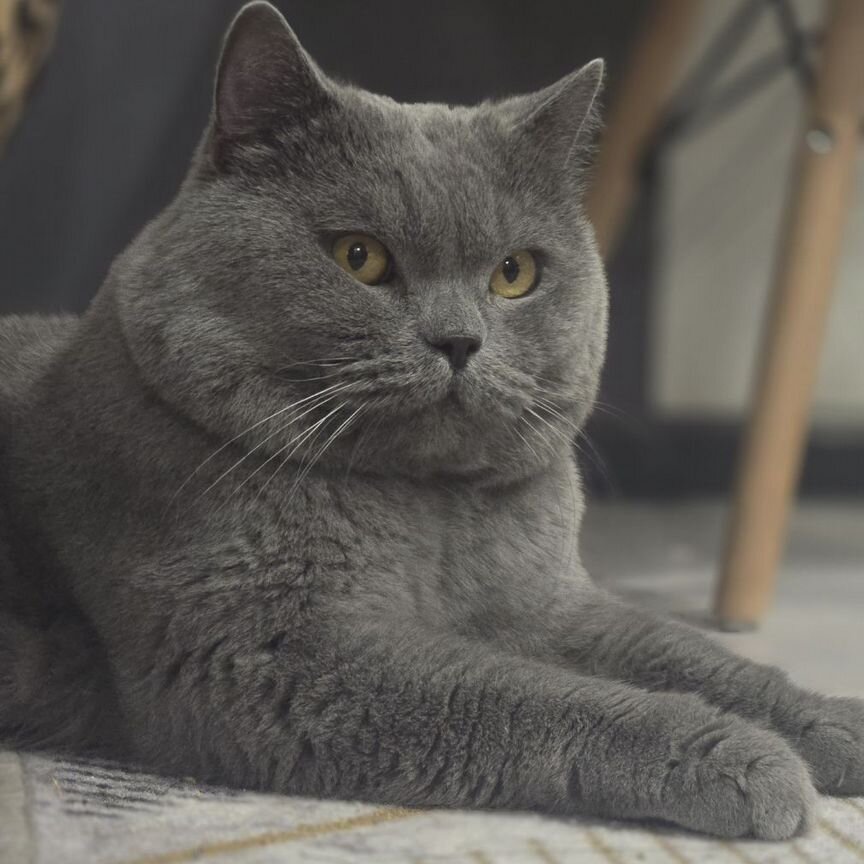 Вязка с британским котом