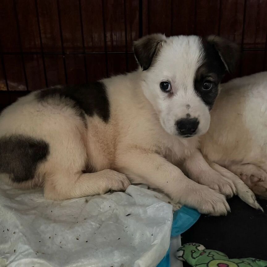 Щенки Чарли и Шанти ищут хозяев. В хорошие руки