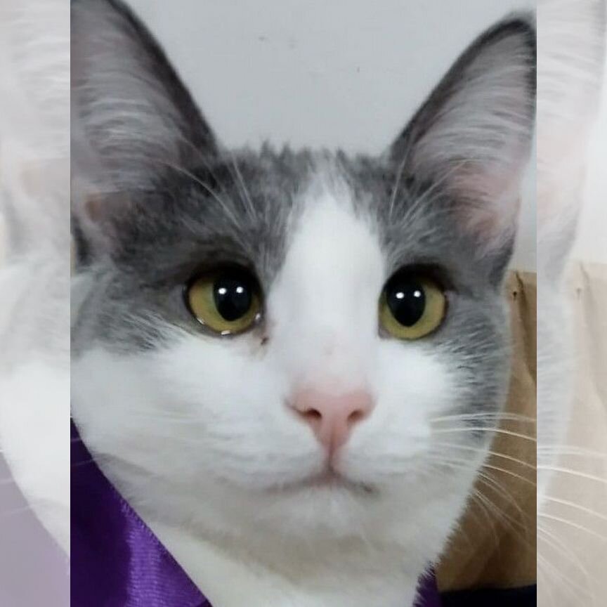 Кошка