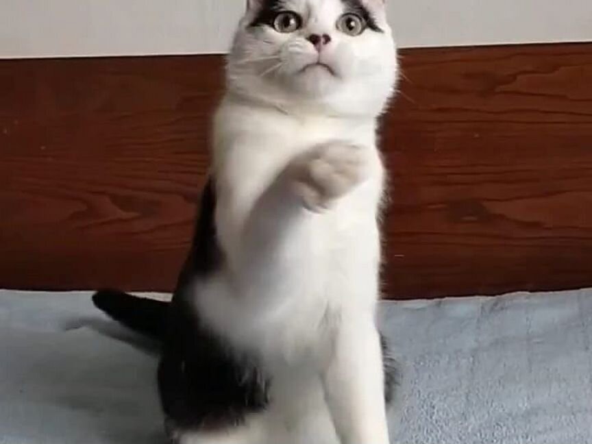 Котик Перчик. В хорошие руки