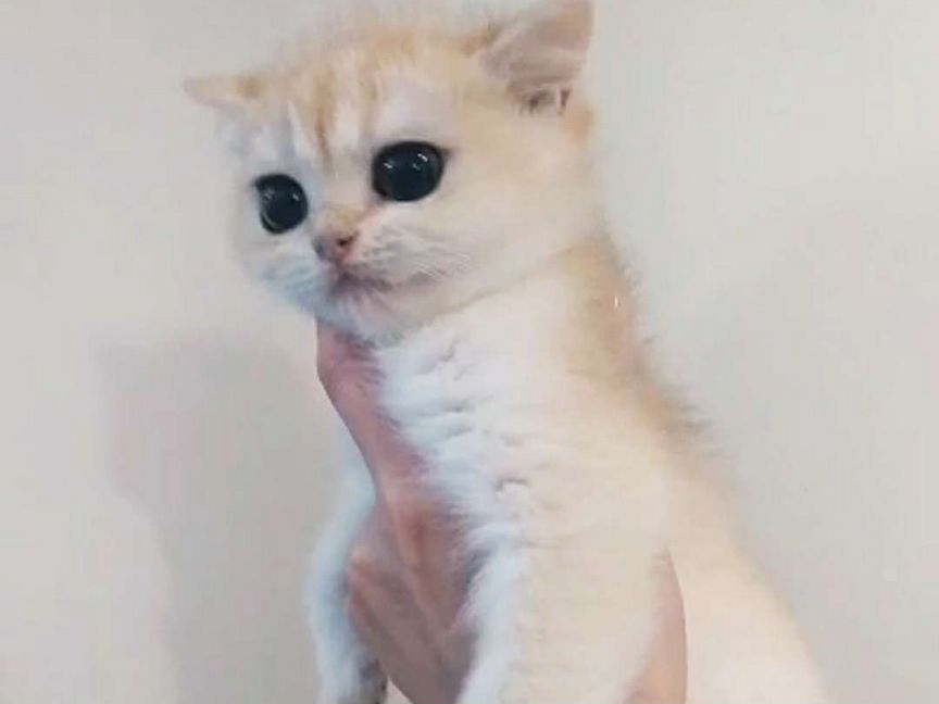 Золотая шиншилла ny 12 с родословной