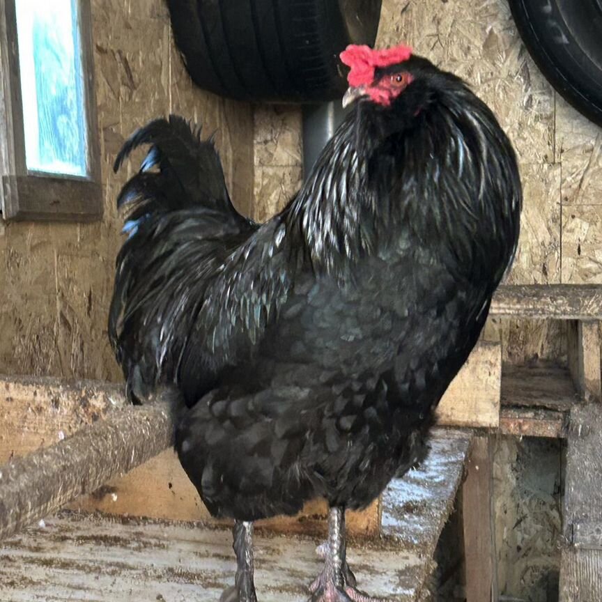 Петух olive egger