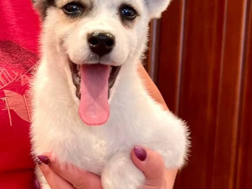 Маленький щеночек Белка ищет дом