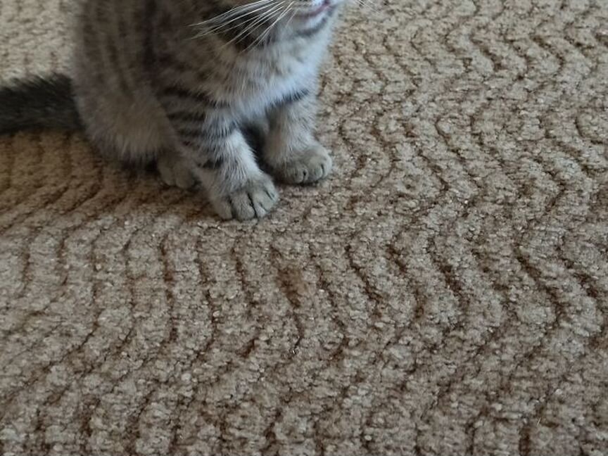 Котик шотландец