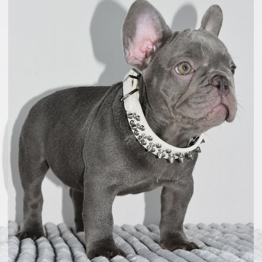 Лиловый мальчик