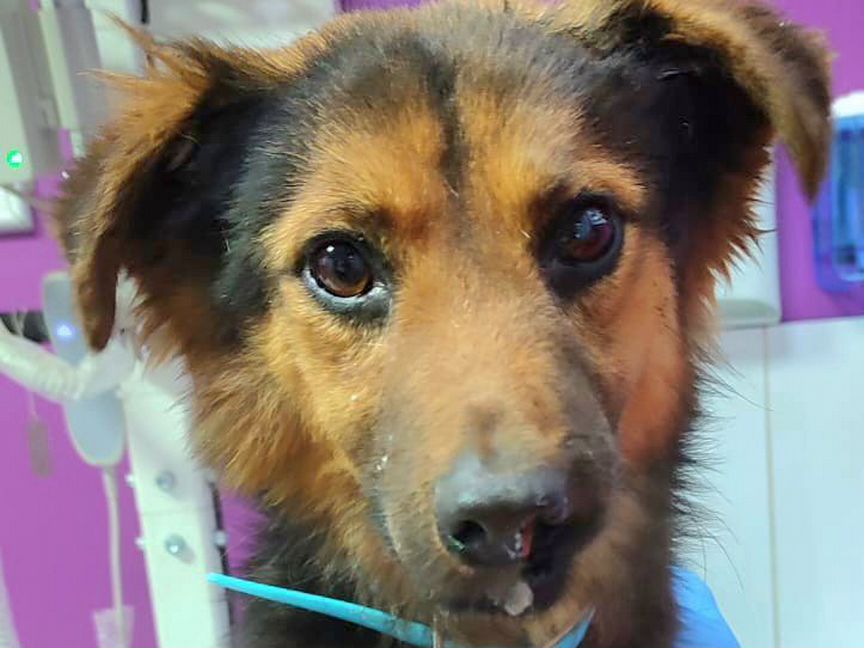 Лютик ищет дом