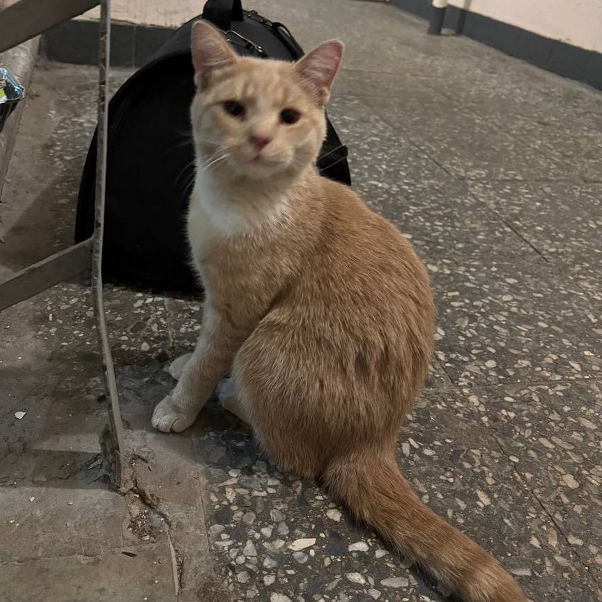 Взрослый кот в добрые руки