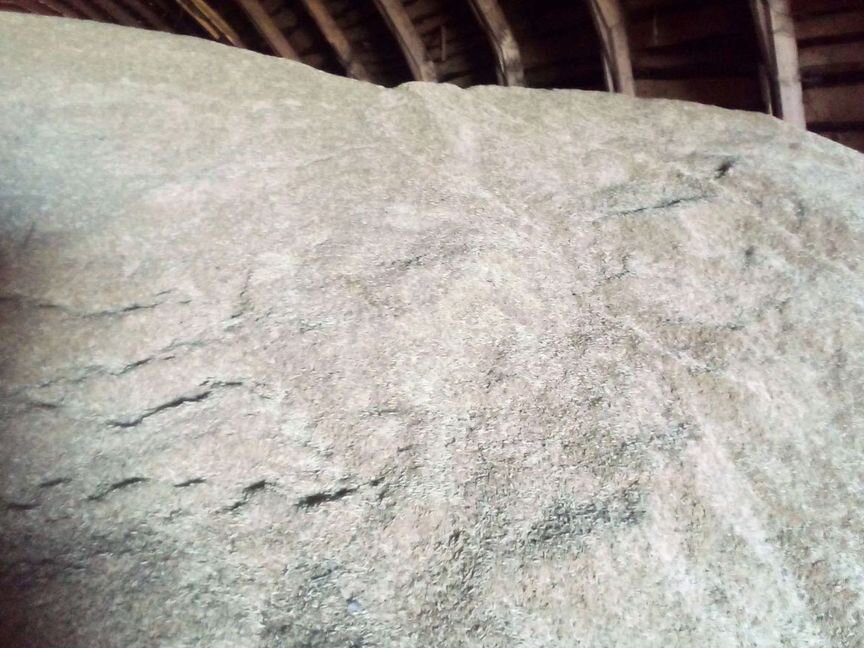 Кормовой овёс, Просо на корм/посев