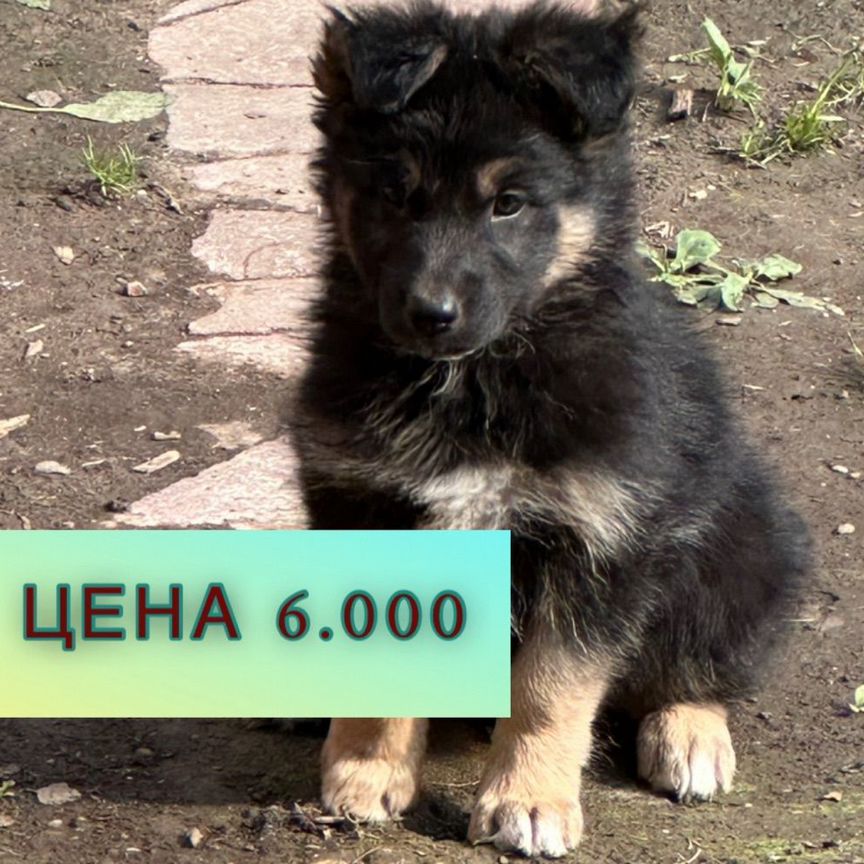 Щенки от немецкой овчарки