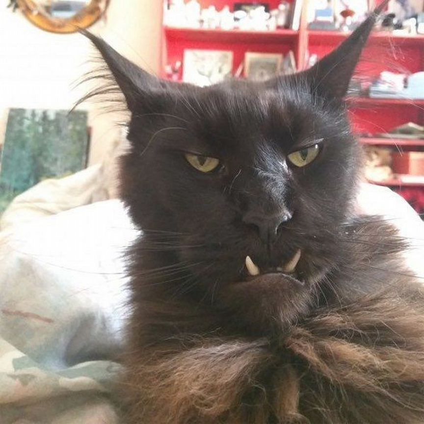 Колдовской кот
