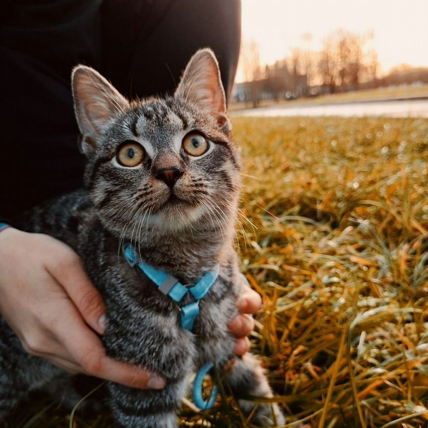 Котëнок Пискля-янтарные глазки,4 мес/в добрые руки
