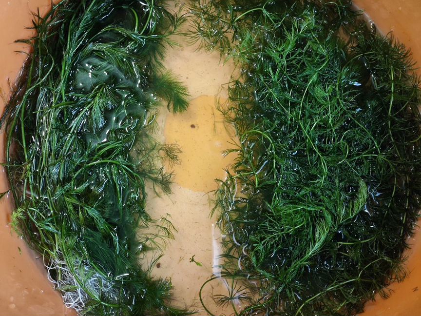 Излишки перестолистника и роголистника