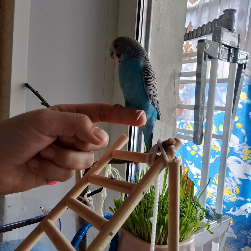 Волнистый попугай