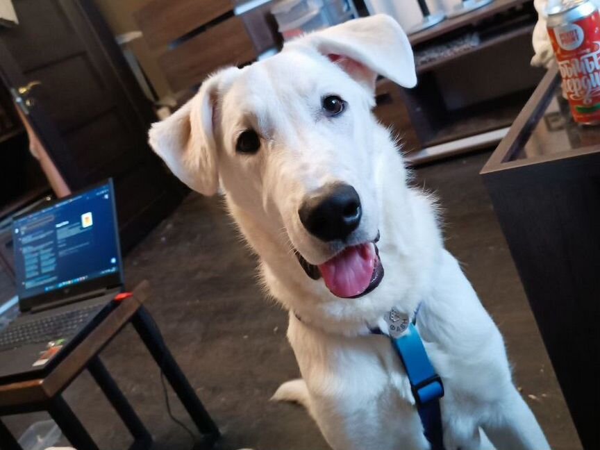 Собака-счастье Снежочек